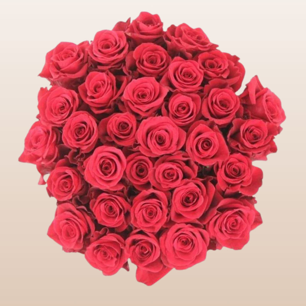 Scarlatta Red Rose Variety - EbloomsDirect