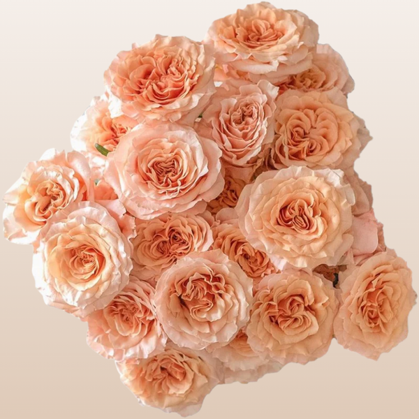 Shimmer Roses – EbloomsDirect