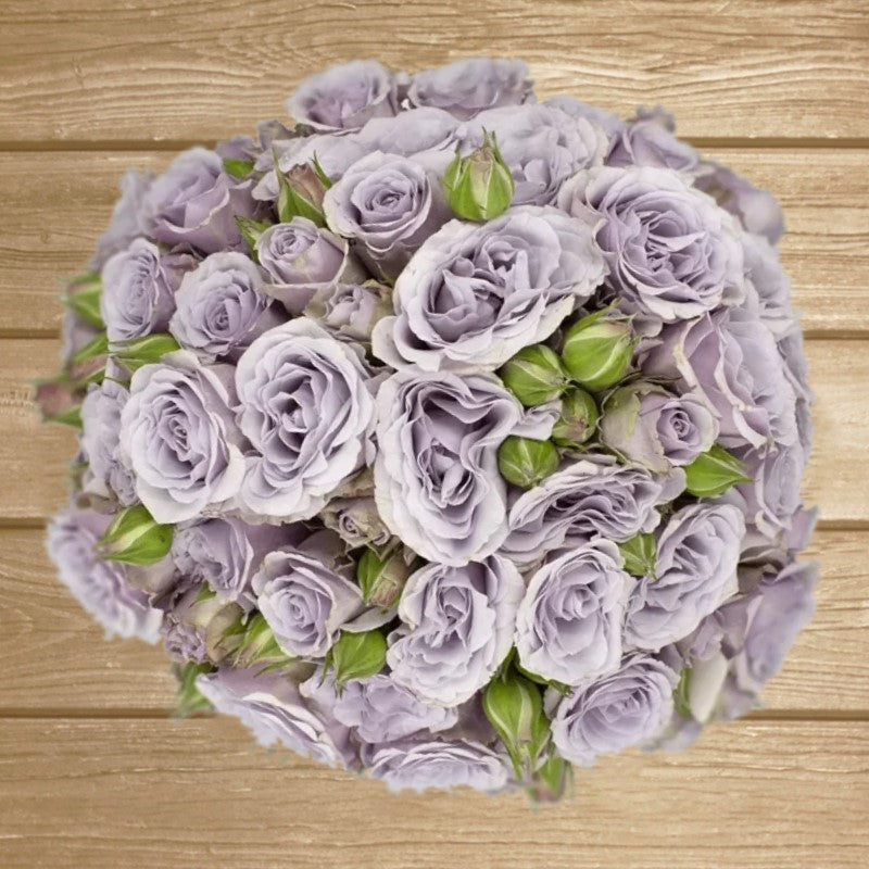 Silver Mikado Lavender Spray Rose - EbloomsDirect – Eblooms Farm Direct Inc.