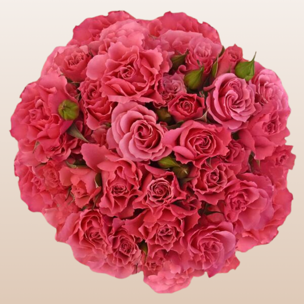 Fresh Spray Roses Hot Pink Near Me | Free Delivery – EbloomsDirect