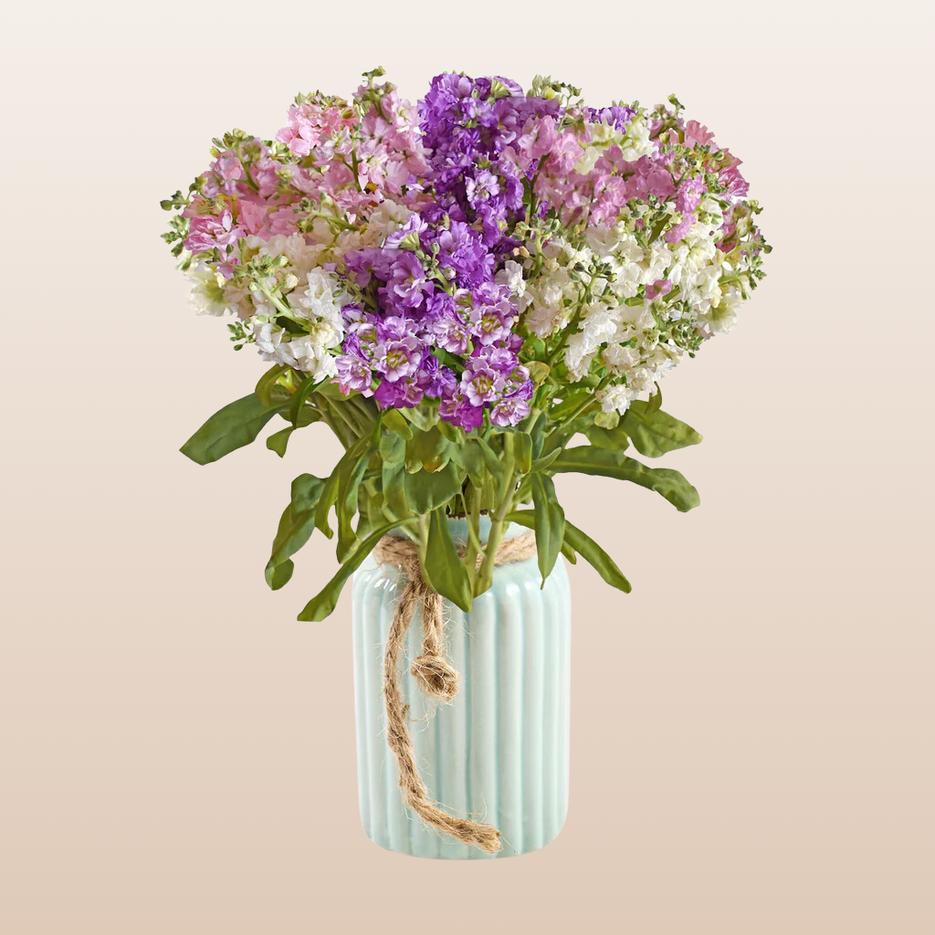 Stock and Spray Stock Flower delivery near me - EbloomsDirect