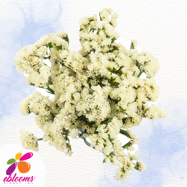 Statice Cream – Eblooms Farm Direct Inc.