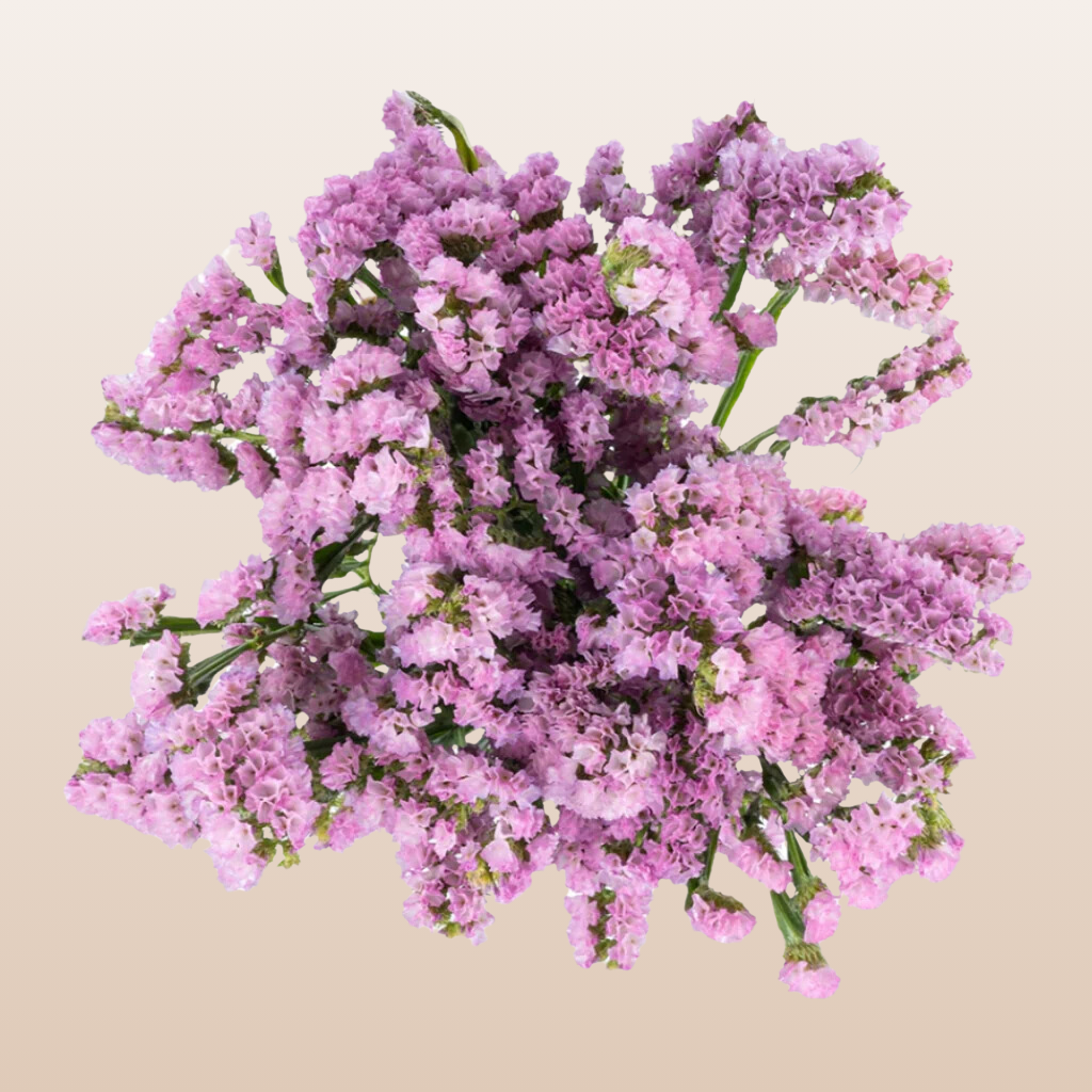 Statice Pink – EbloomsDirect