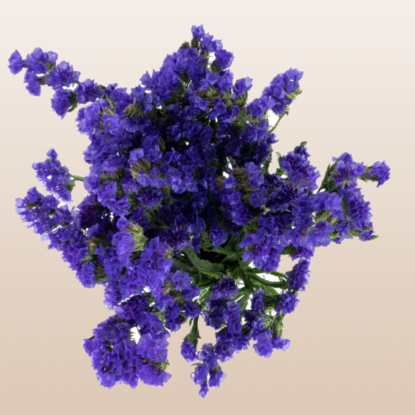 Statice Purple – EbloomsDirect