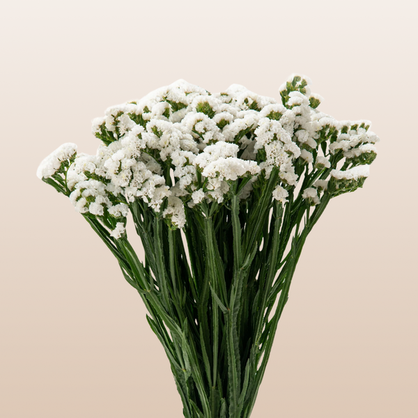 Statice White – EbloomsDirect