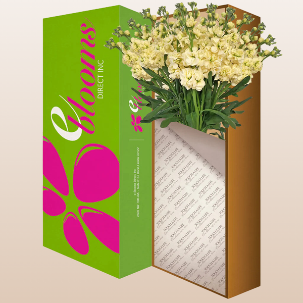 Stock Ivory – EbloomsDirect