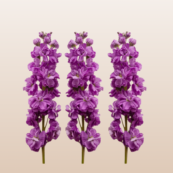 Stock Royal Purple – EbloomsDirect