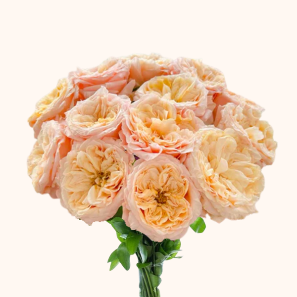 Sweet City Garden Roses with Free Delivery all the USA – EbloomsDirect