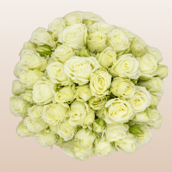 Sweet Dreams White Cream Spray Rose | Free Delivery Near Me - EbloomsDirect