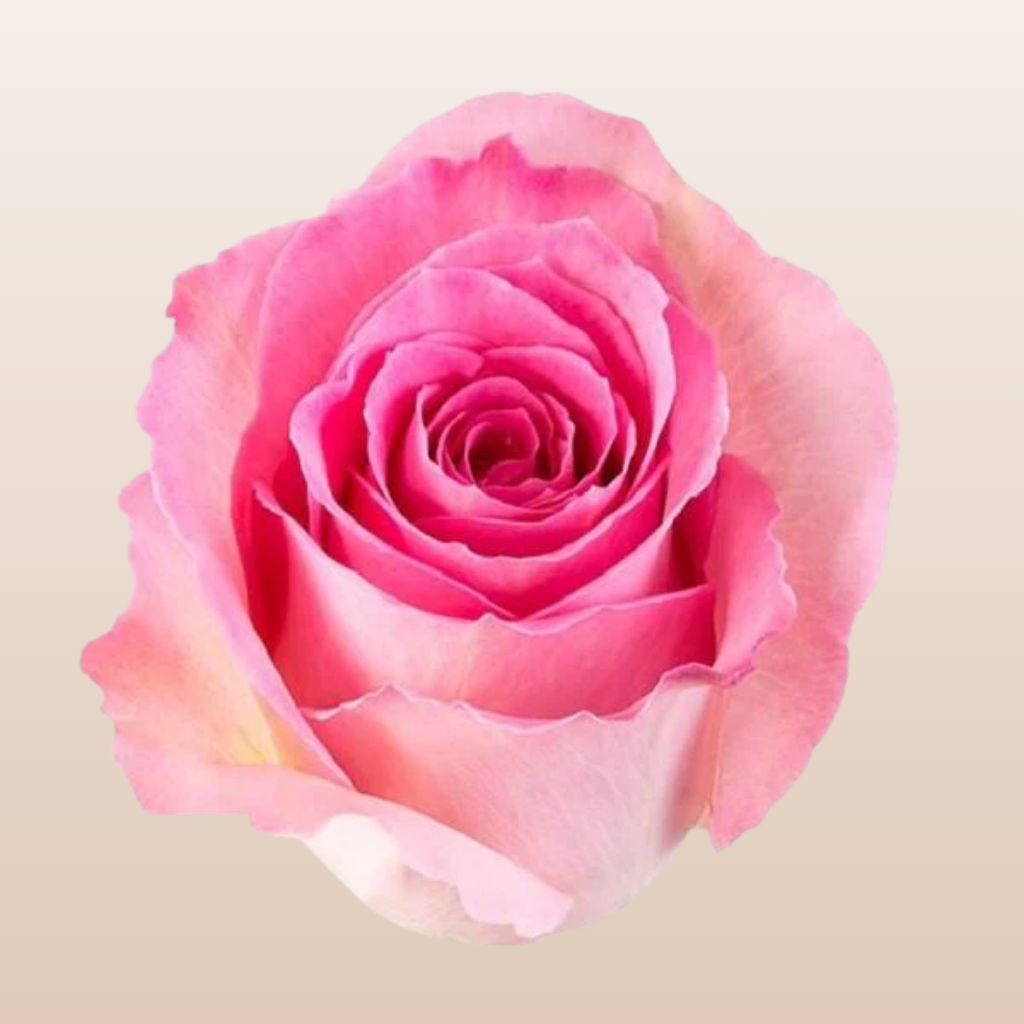 Sweet Unique Roses – EbloomsDirect