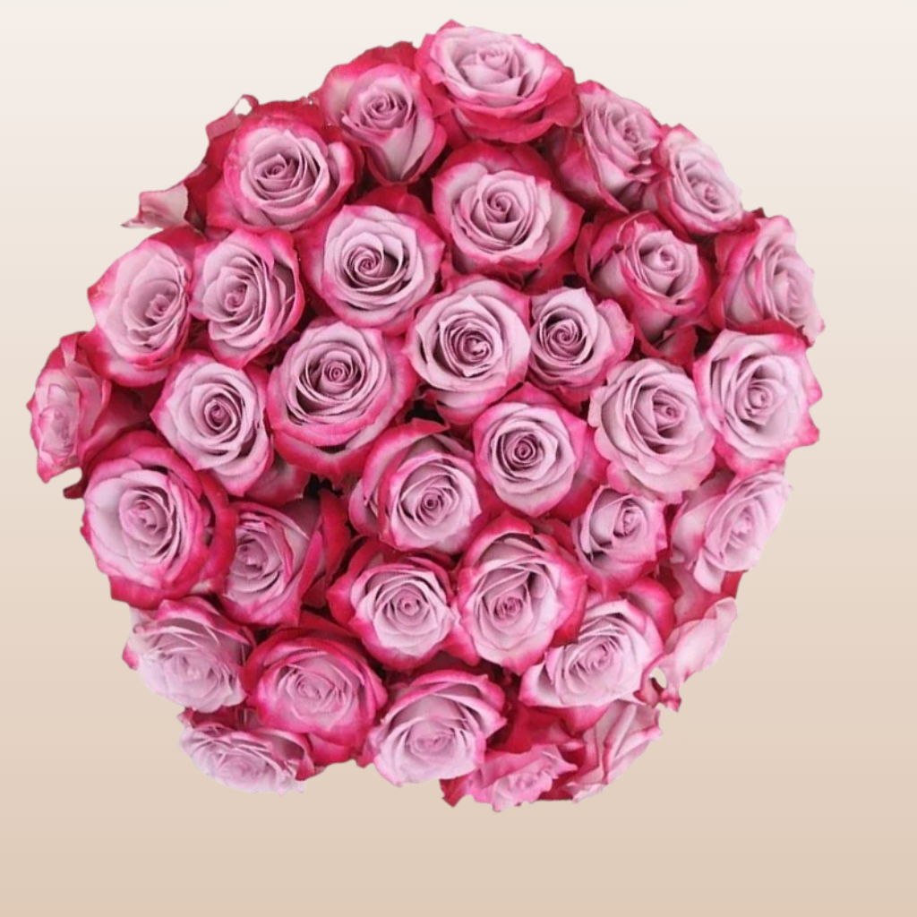 Sweetberry Rose variety - EbloomsDirect