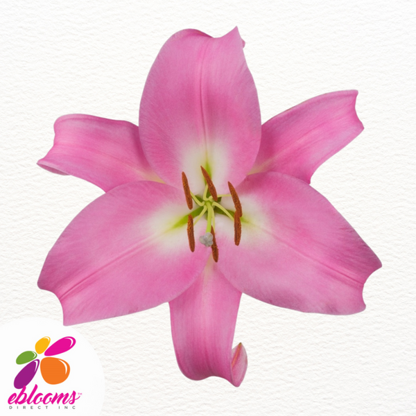 Table Dance Light Pink O Lilies – Eblooms Farm Direct Inc.