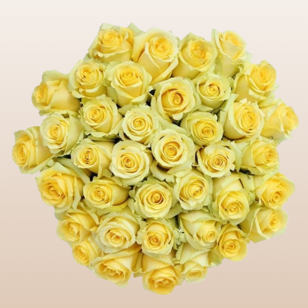 Tara Rose Variety -EbloomsDirect