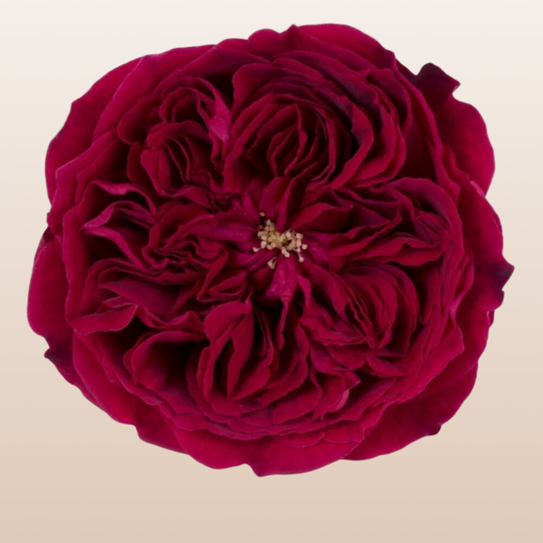 Tess Garden Rose - Red Rose Bush for Sale - Free Delivery Flower $80 ...
