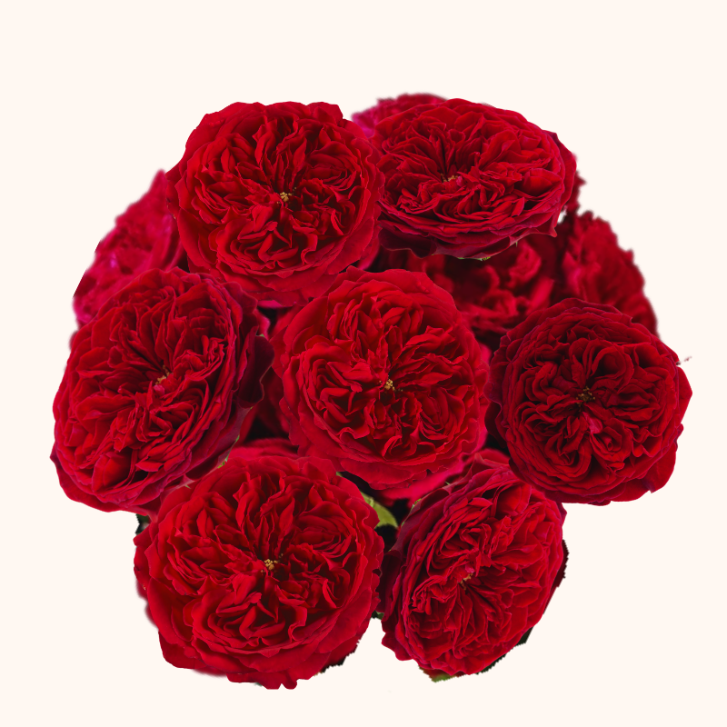 Tess Garden Rose - Red - Free Delivery Flower $80 – Eblooms Farm Direct ...