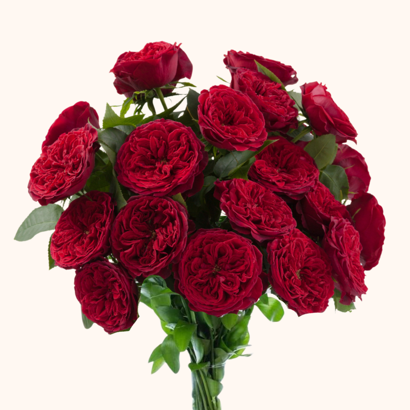 Tess Garden Rose - Red - Free Delivery Flower $80 – EbloomsDirect