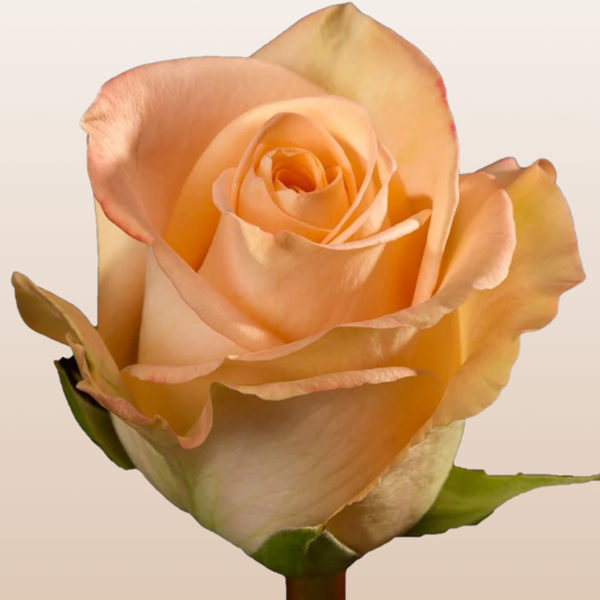 Tiffany Roses – EbloomsDirect