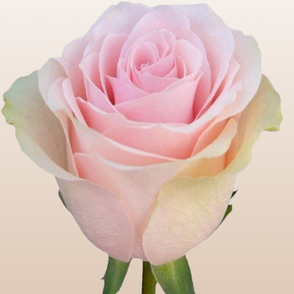 Titanic Roses – EbloomsDirect