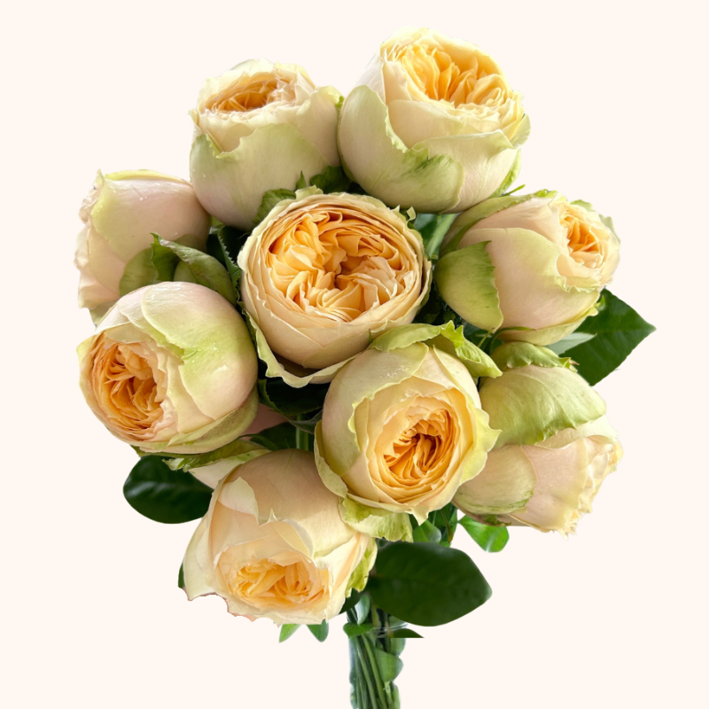 Vanilla Catalina Garden Roses - Free Delivery for all the USA ...