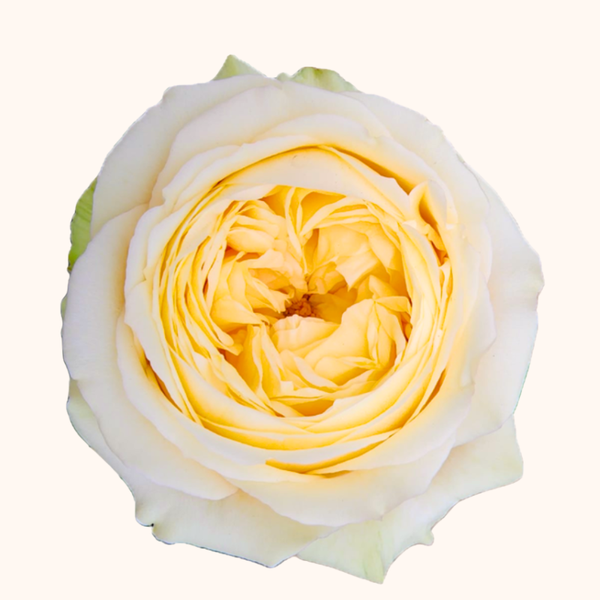 Vanilla Catalina Garden Roses - Free Delivery for all the USA ...