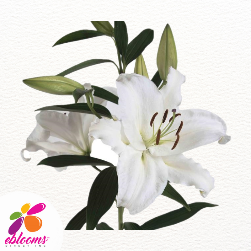 Siberia White O Lilies – Eblooms Farm Direct Inc.