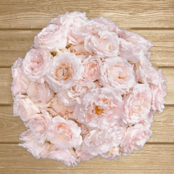 Wedding Rosever Blush Pink Spray Rose - EbloomsDirect – Eblooms Farm ...