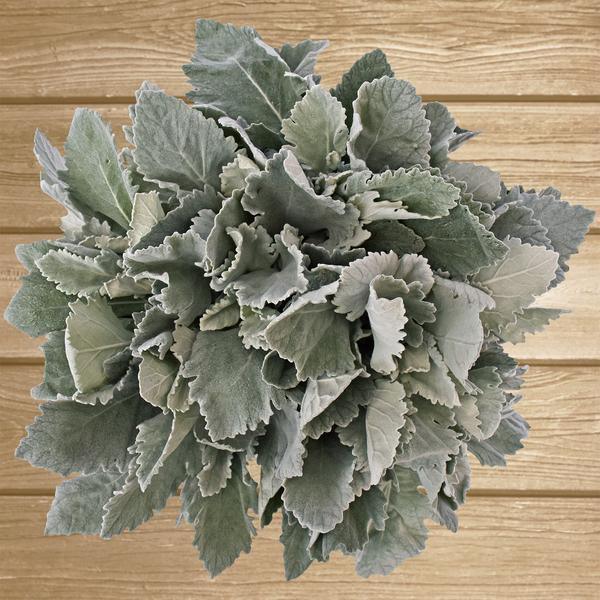 Dusty Miller Leaf