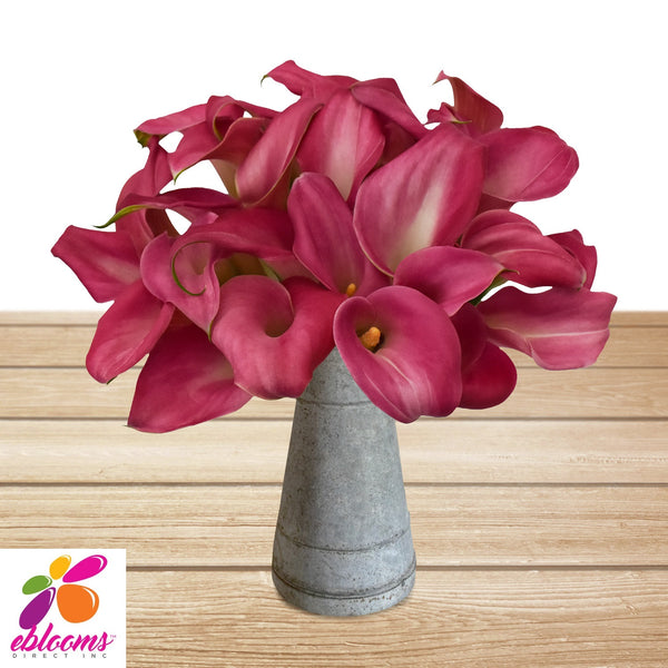 Mini Callas Dark Pink – Eblooms Farm Direct Inc.