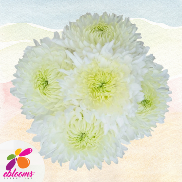 White Chrysanthemum Flower