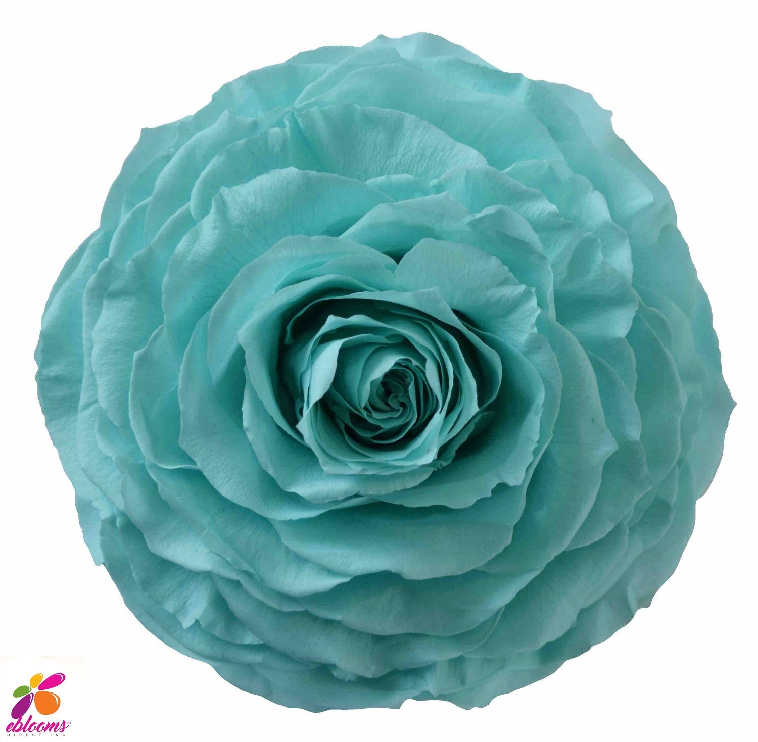 Preserved Roses Aqua – Eblooms Farm Direct Inc.