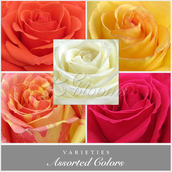 Rose Assorted Color PK125 – Eblooms Direct Inc
