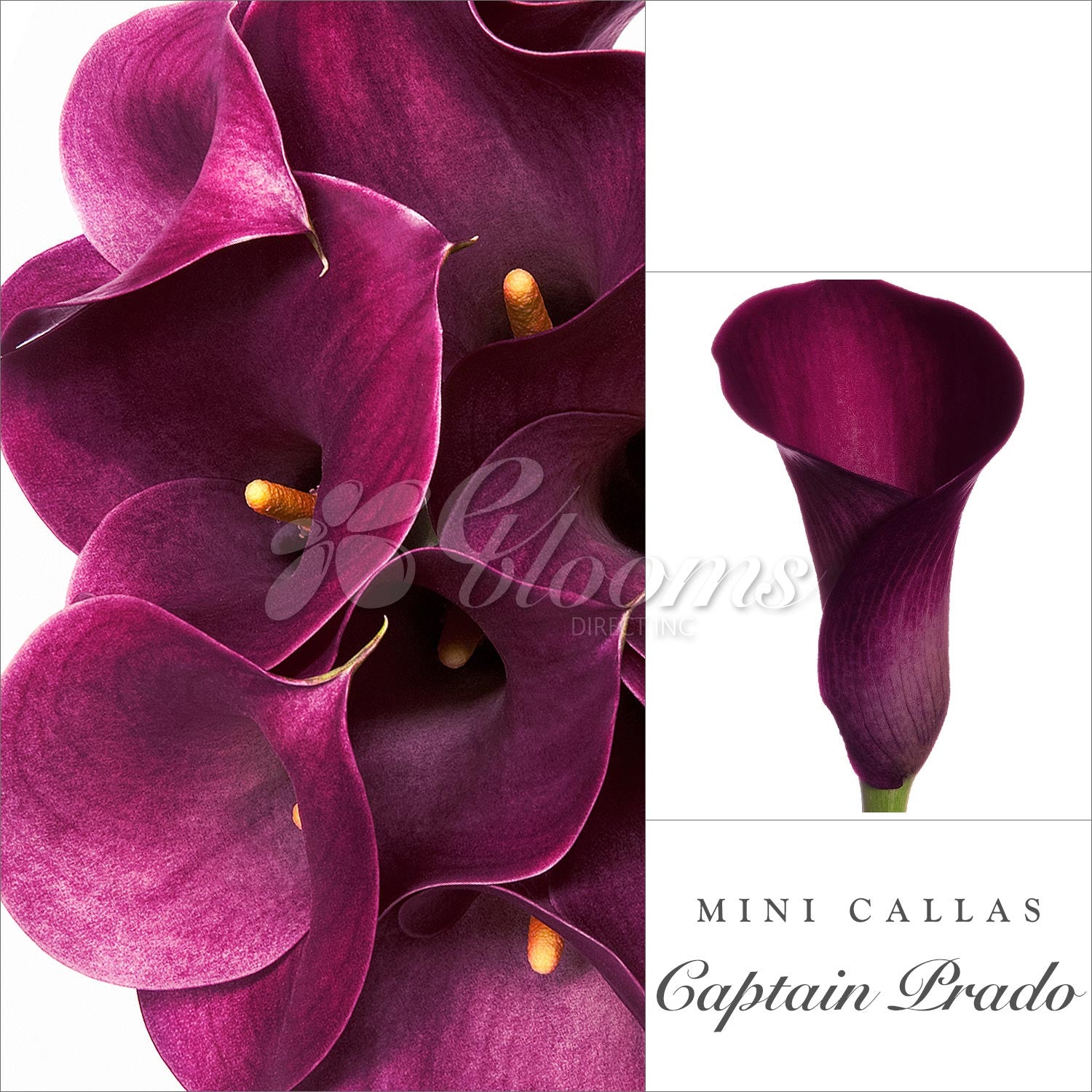 Mini Callas Purple – Eblooms Farm Direct Inc.
