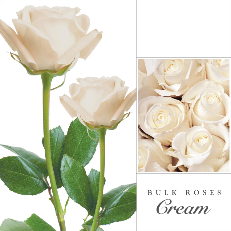 Cream Roses - EbloomsDirect – Eblooms Farm Direct Inc.