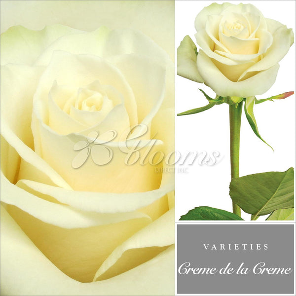 Creme de la Creme Roses – Eblooms Farm Direct Inc.