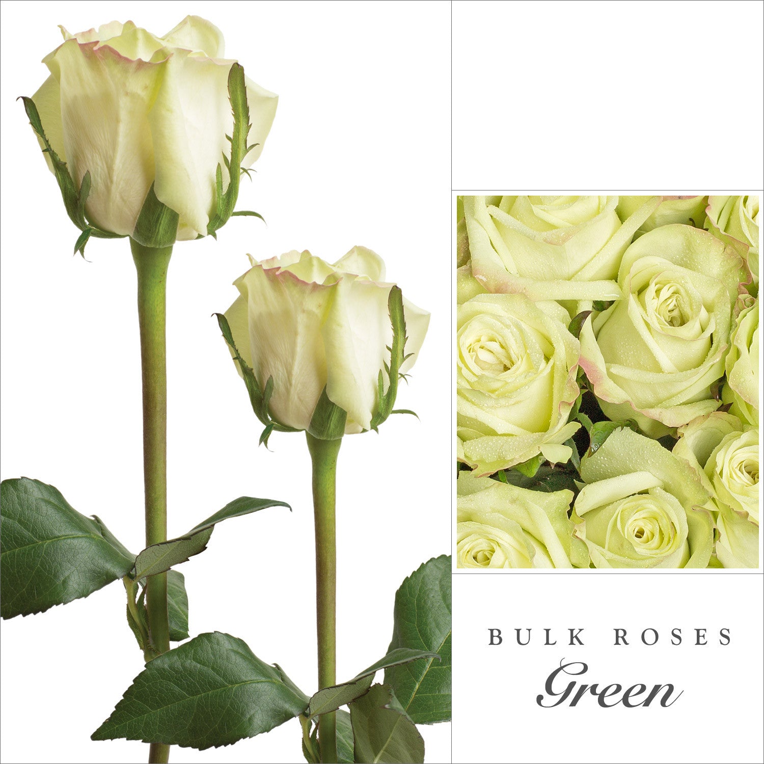 Green Tea Roses – Eblooms Farm Direct Inc.
