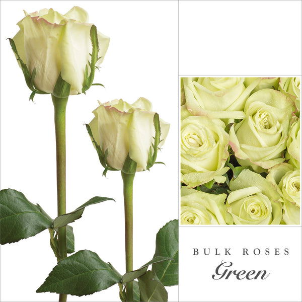 Green Tea Roses – Eblooms Farm Direct Inc.