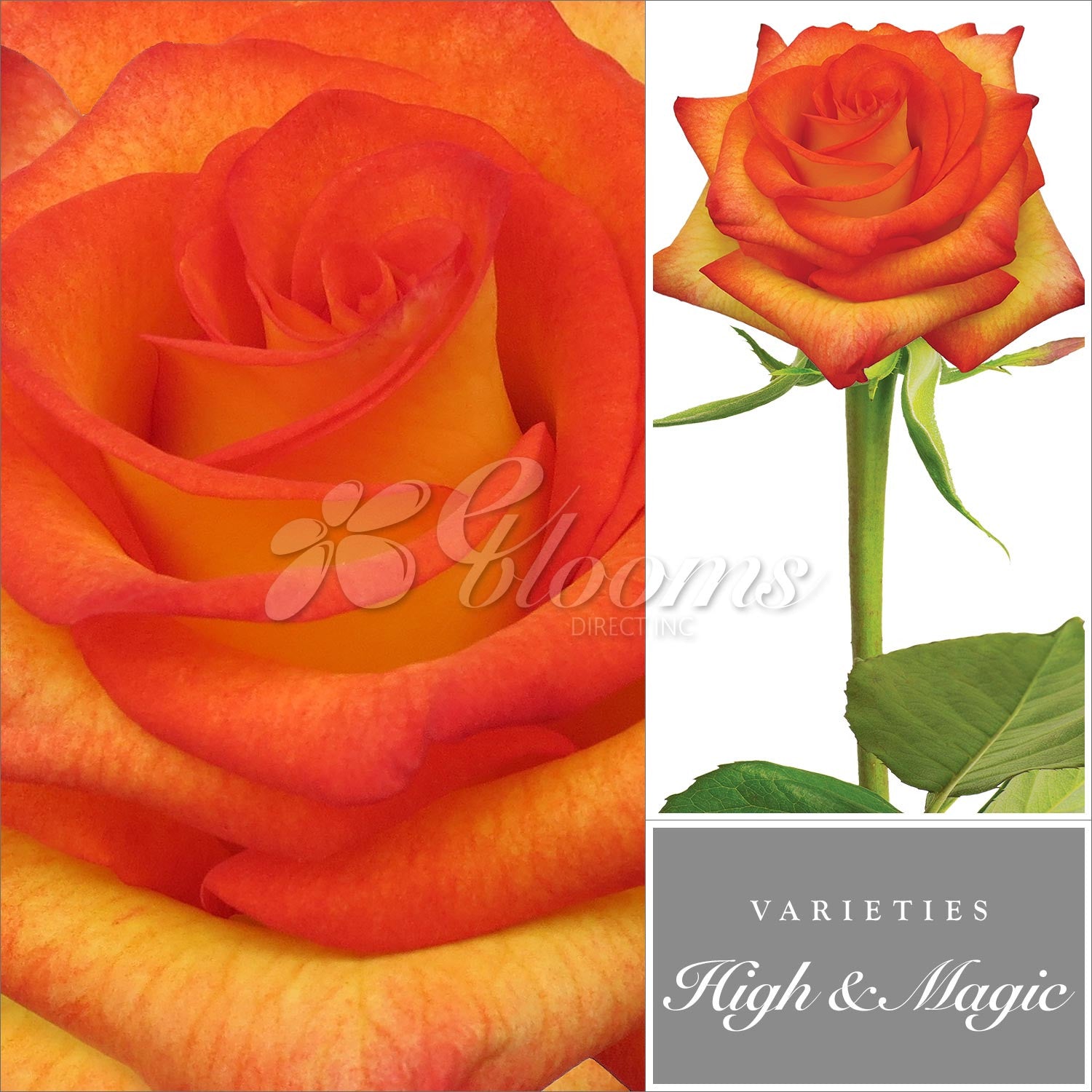 High & Magic Roses – Eblooms Farm Direct Inc.