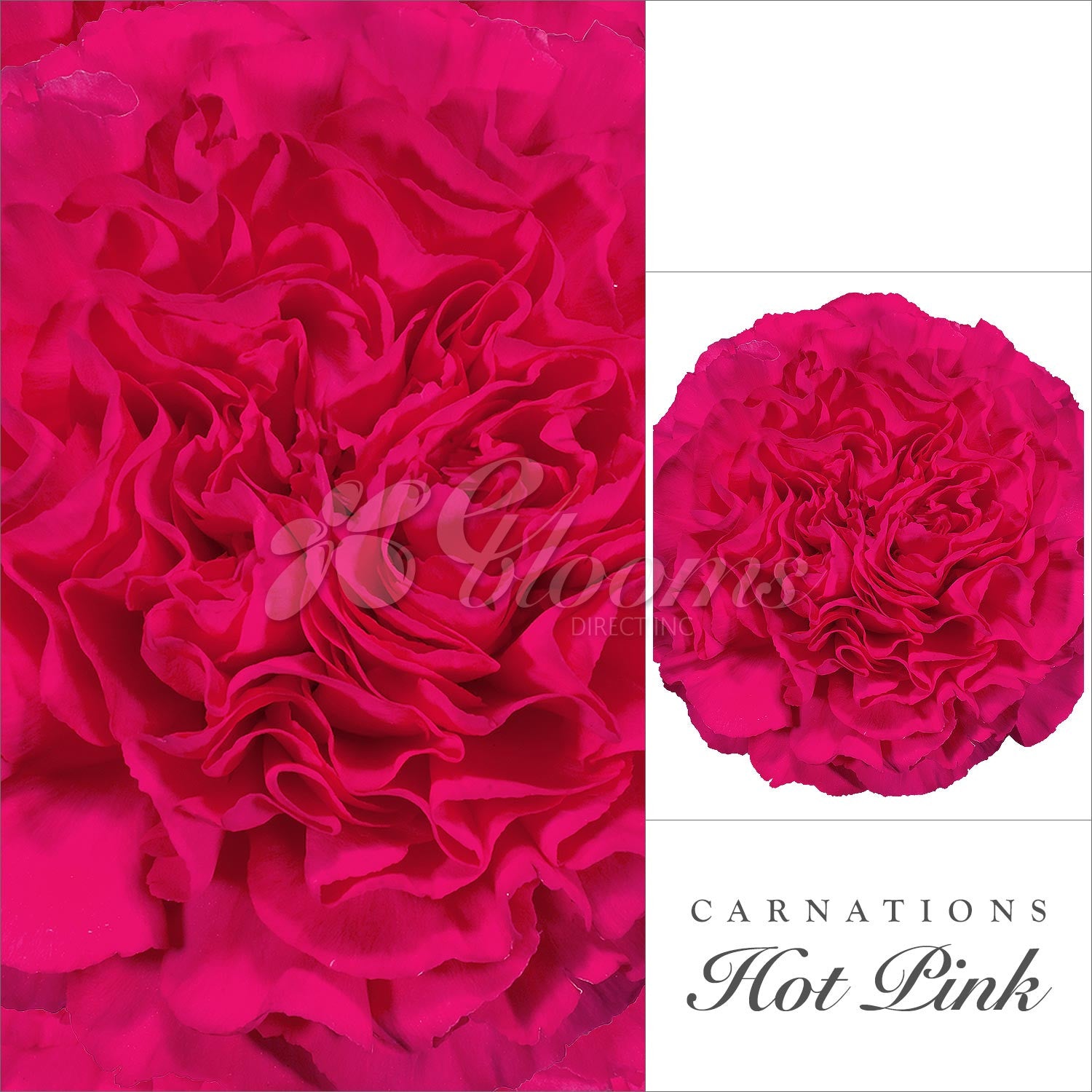 Hot Pink Carnation 2018-2019 - EbloomsDirect – Eblooms Farm Direct Inc.