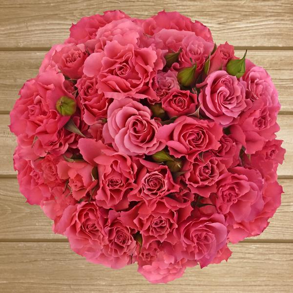 Spray Roses 2018-2019 - EbloomsDirect – Eblooms Farm Direct Inc.