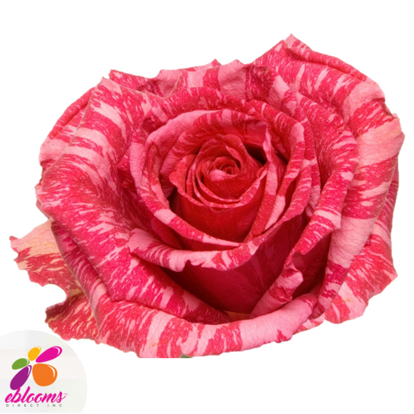 Pink Intuition Rose Variety - Hot Pink Roses near me - EbloomsDirect ...