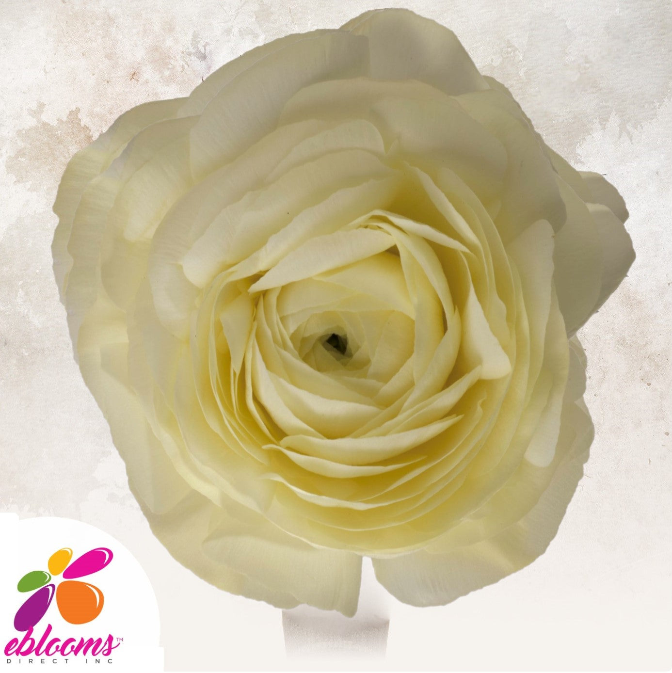 Ranunculus Cream Champagne - EbloomsDirect – Eblooms Farm Direct Inc.