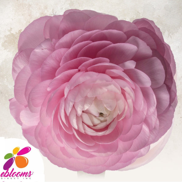 Blush Ranunculus