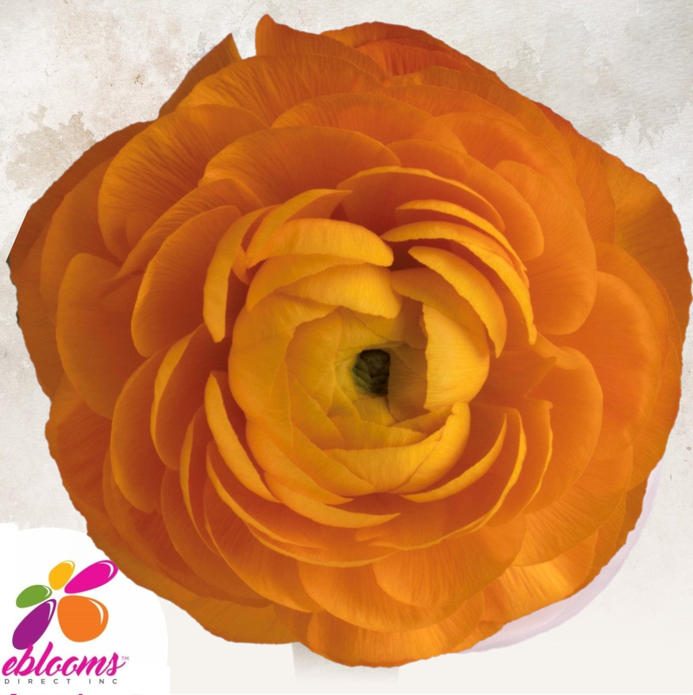 Ranunculus Orange - EbloomsDirect – Eblooms Farm Direct Inc.
