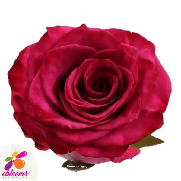 Roseberry Rose Variety - Hot Pink Roses near me - EbloomsDirect ...