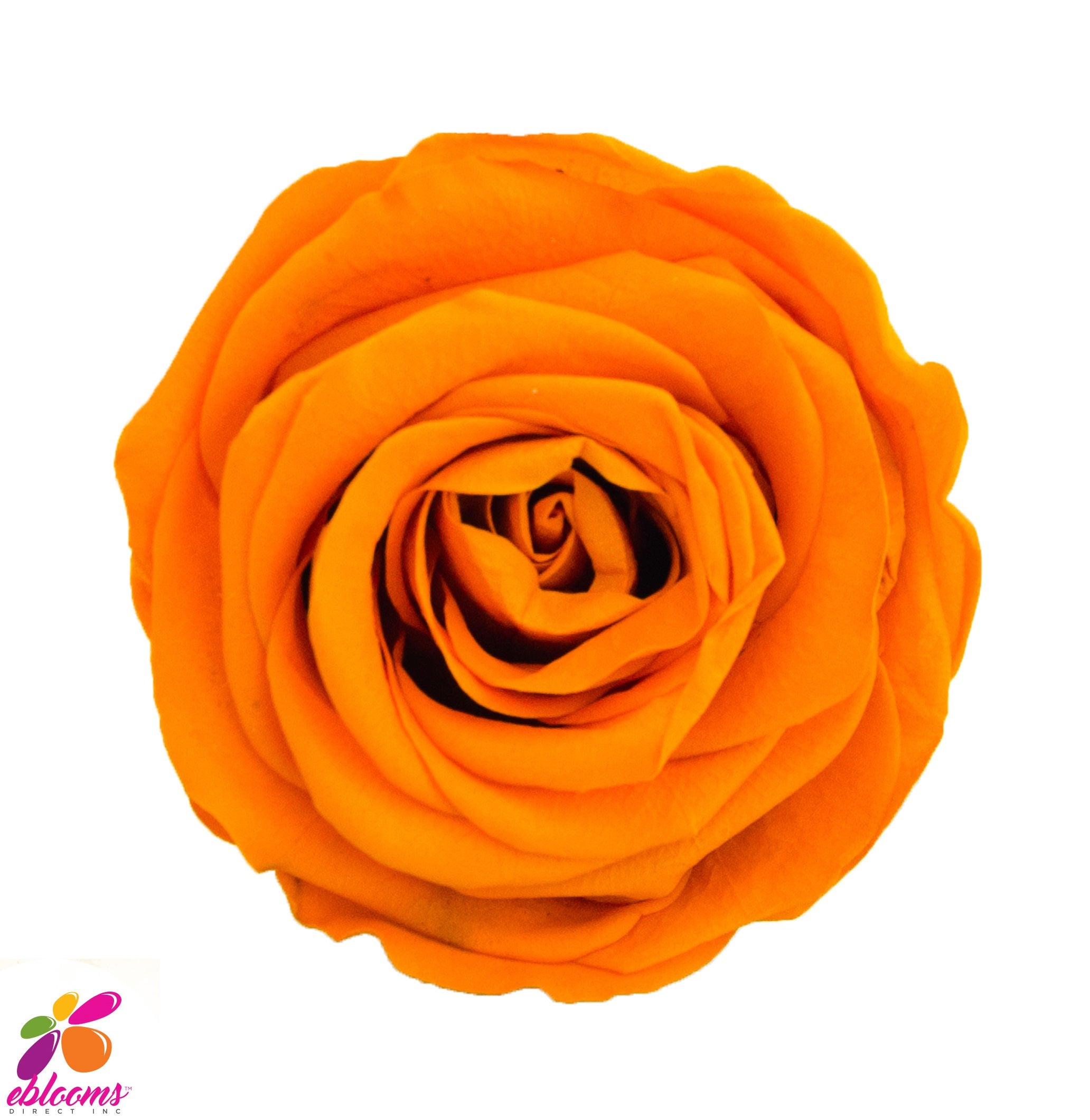 Preserved Roses Orange – Eblooms Farm Direct Inc.