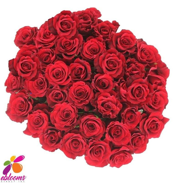 Spanish Dress Red Rose Variety - EbloomsDirect – Eblooms Farm Direct Inc.