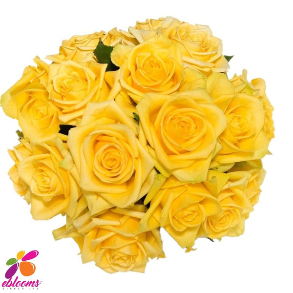 Stardust Rose Variety - EbloomsDirect – Eblooms Farm Direct Inc.