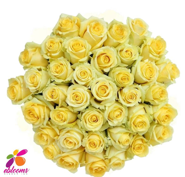 Tara Rose Variety -EbloomsDirect – Eblooms Farm Direct Inc.