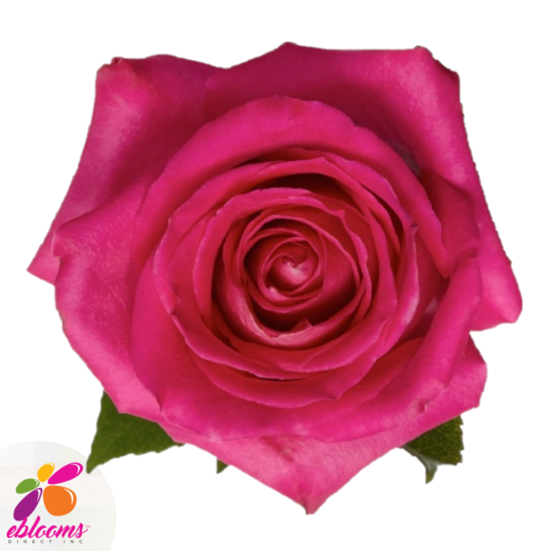Topaz Rose Variety - Hot Pink Roses near me - EbloomsDirect – Eblooms ...