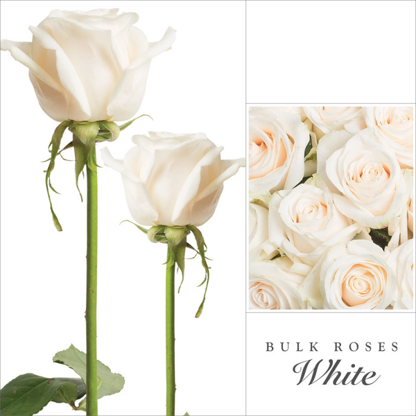 White Roses Wholesale bulk flowers -EbloomsDirect